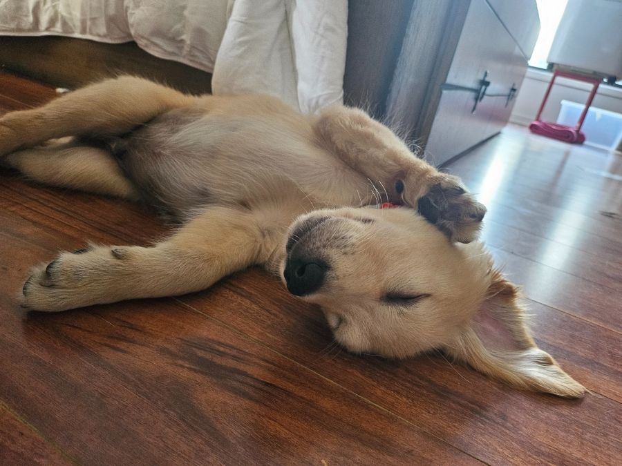 Napoleon - Medium Male Golden Retriever Dog in NSW - PetRescue