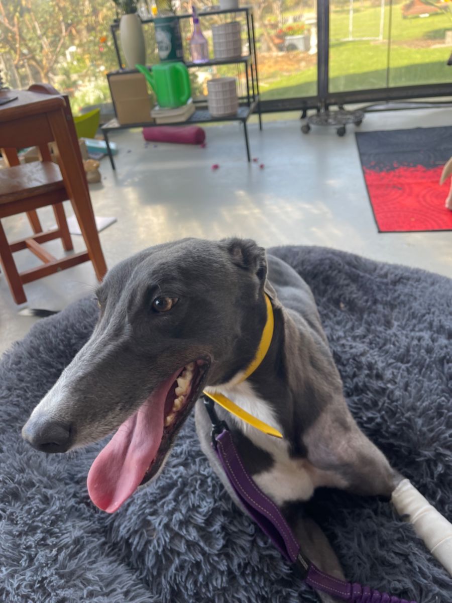 Emma - Small Female Greyhound Dog in VIC - PetRescue