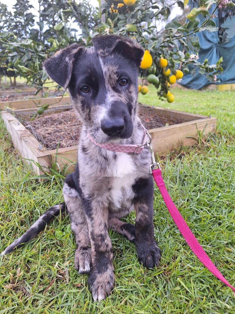 Juliet - Large Female Great Dane x German Shepherd Mix Dog in NSW ...