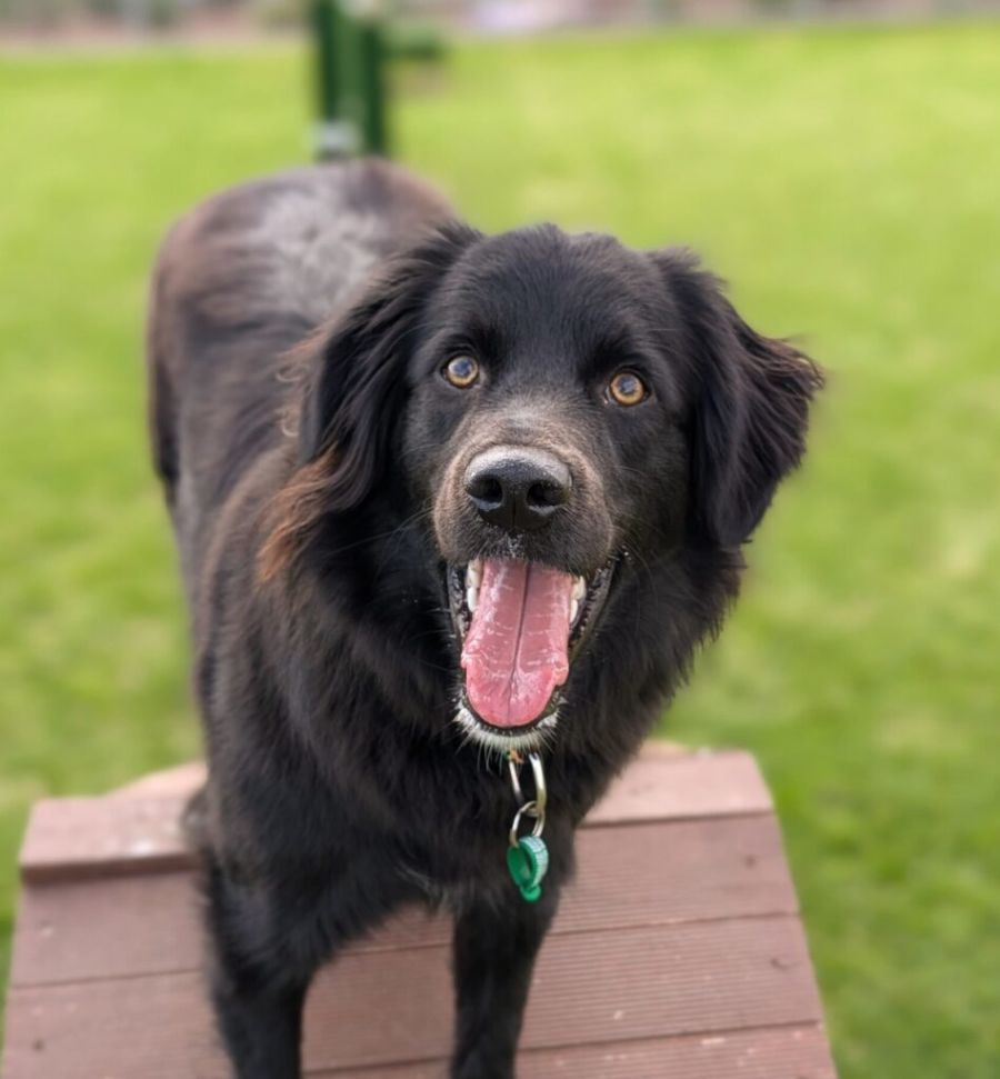 Cobi - Large Female Golden Retriever x Border Collie Mix Dog in VIC ...