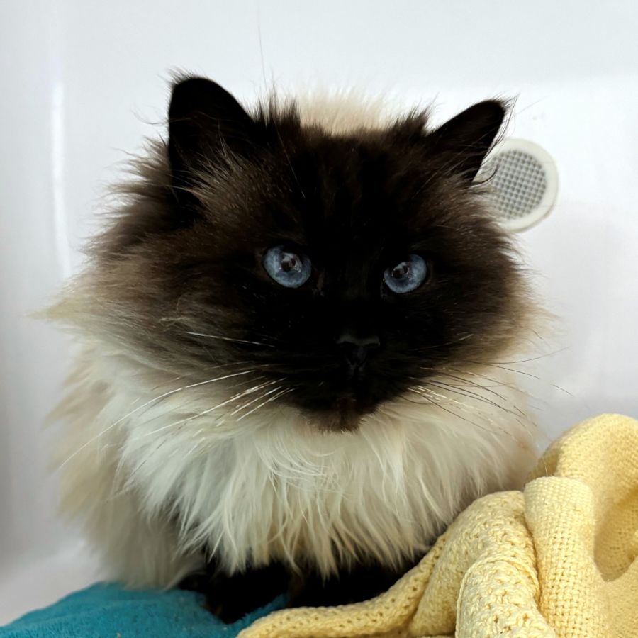 Bianca STA012797 - Female Birman Cat in VIC - PetRescue