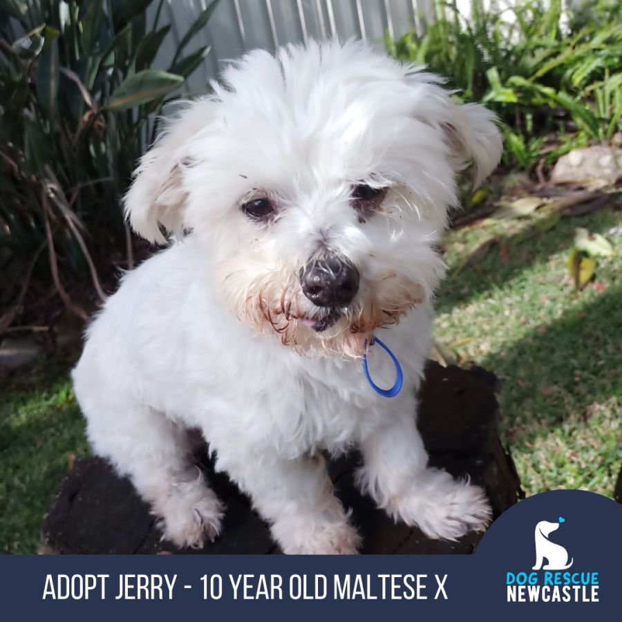 Jerry - 10 Year Old Maltese X (Hold) - Small Male Maltese Mix Dog in ...
