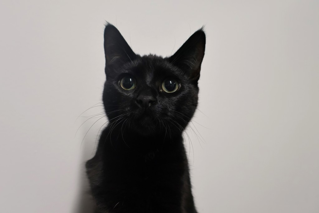 Kola - Female Domestic Short Hair Mix Cat in VIC - PetRescue