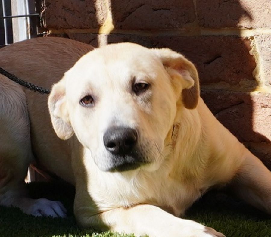 Spencer - Medium Male Labrador Mix Dog in WA - PetRescue