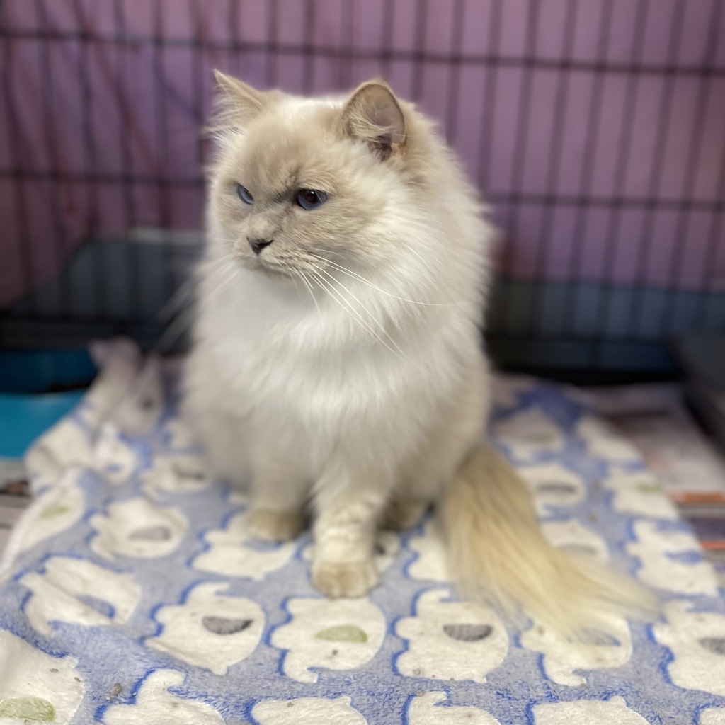 Queenie - Female Ragdoll Mix Cat in VIC - PetRescue