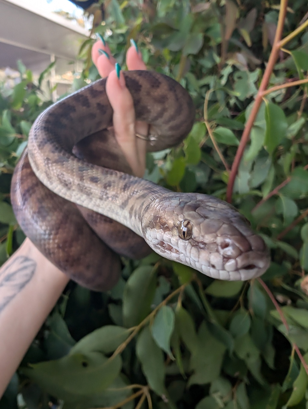 Cinnamon - Female Python Childrens Mix Reptile in QLD - PetRescue