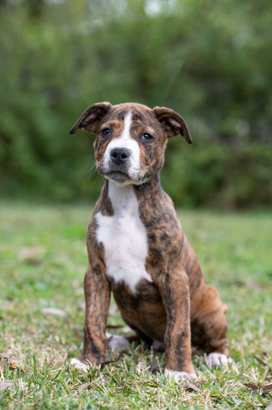 Harry - Medium Male Staffy Mix Dog in NSW - PetRescue