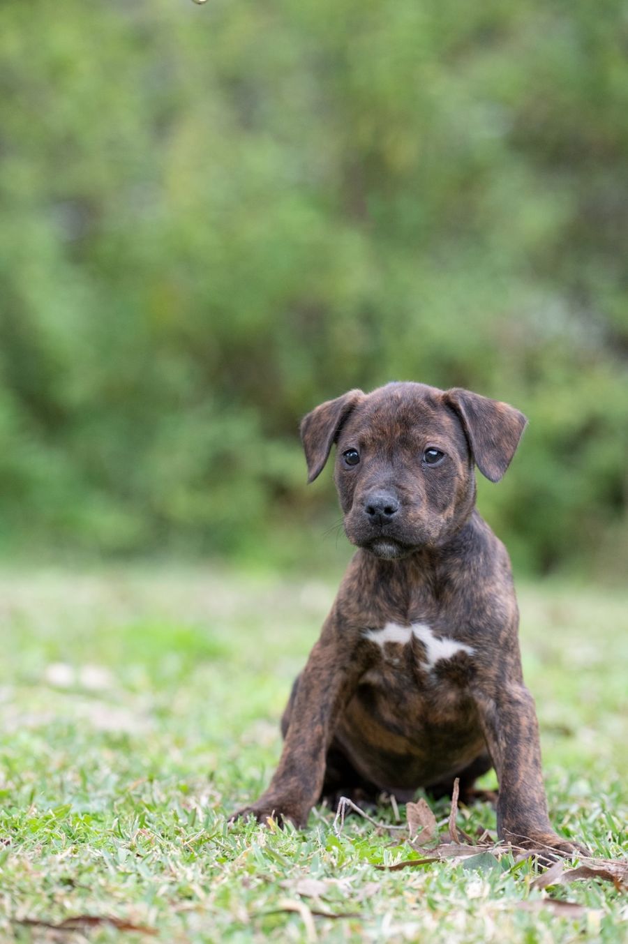 Lochie - Medium Male Staffy Mix Dog in NSW - PetRescue