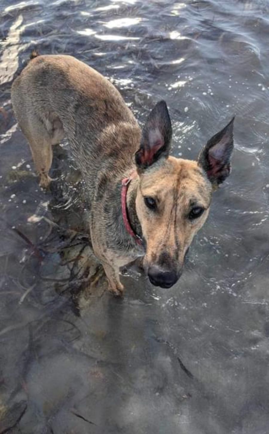 Leki - Large Male Staghound Dog in SA - PetRescue