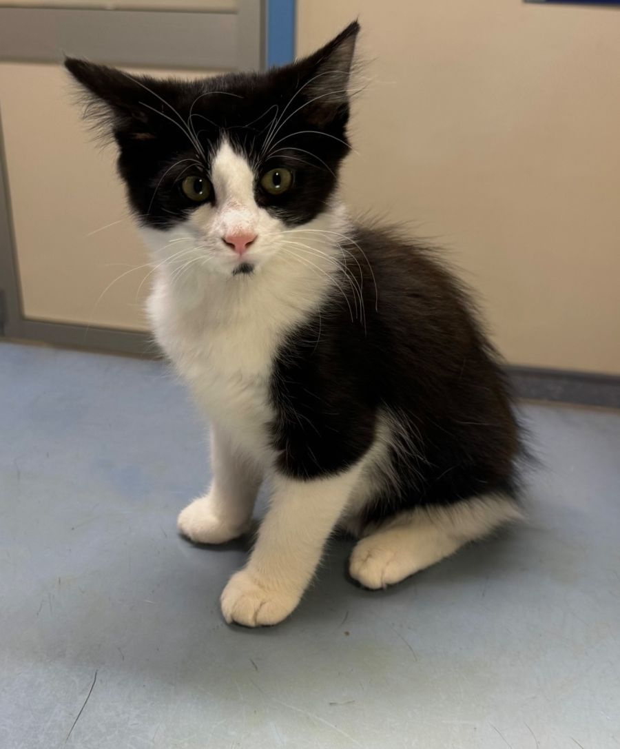 Orion - Male Domestic Long Hair Mix Cat in SA - PetRescue