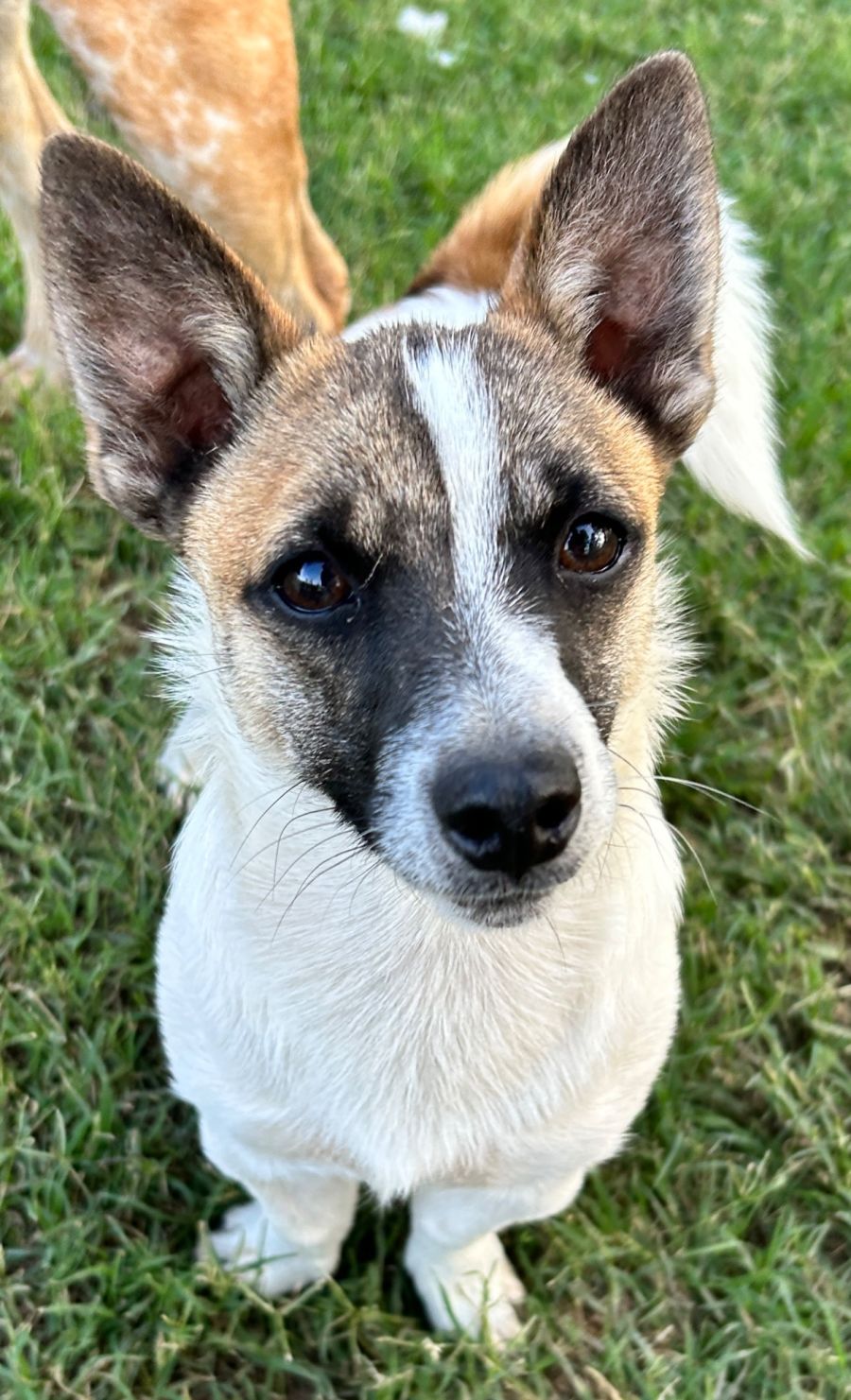 Badger - Small Male Miniature Fox Terrier Mix Dog in QLD - PetRescue
