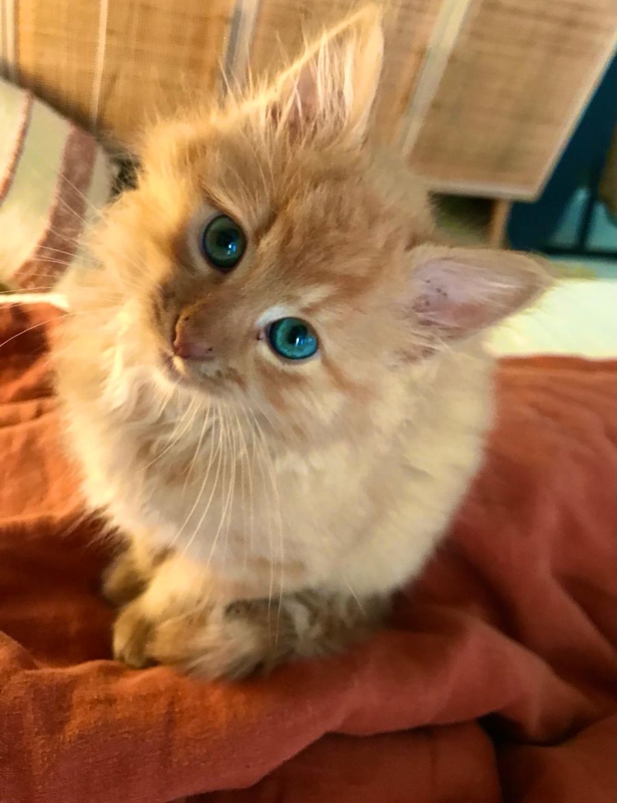 Billy the Kitt - Male Domestic Medium Hair Cat in NSW - PetRescue