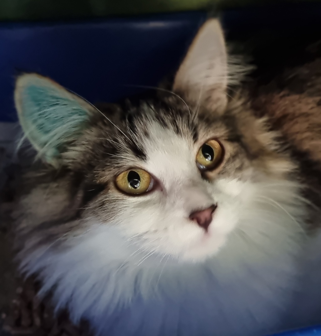 Muffy - Female Domestic Medium Hair Cat in VIC - PetRescue