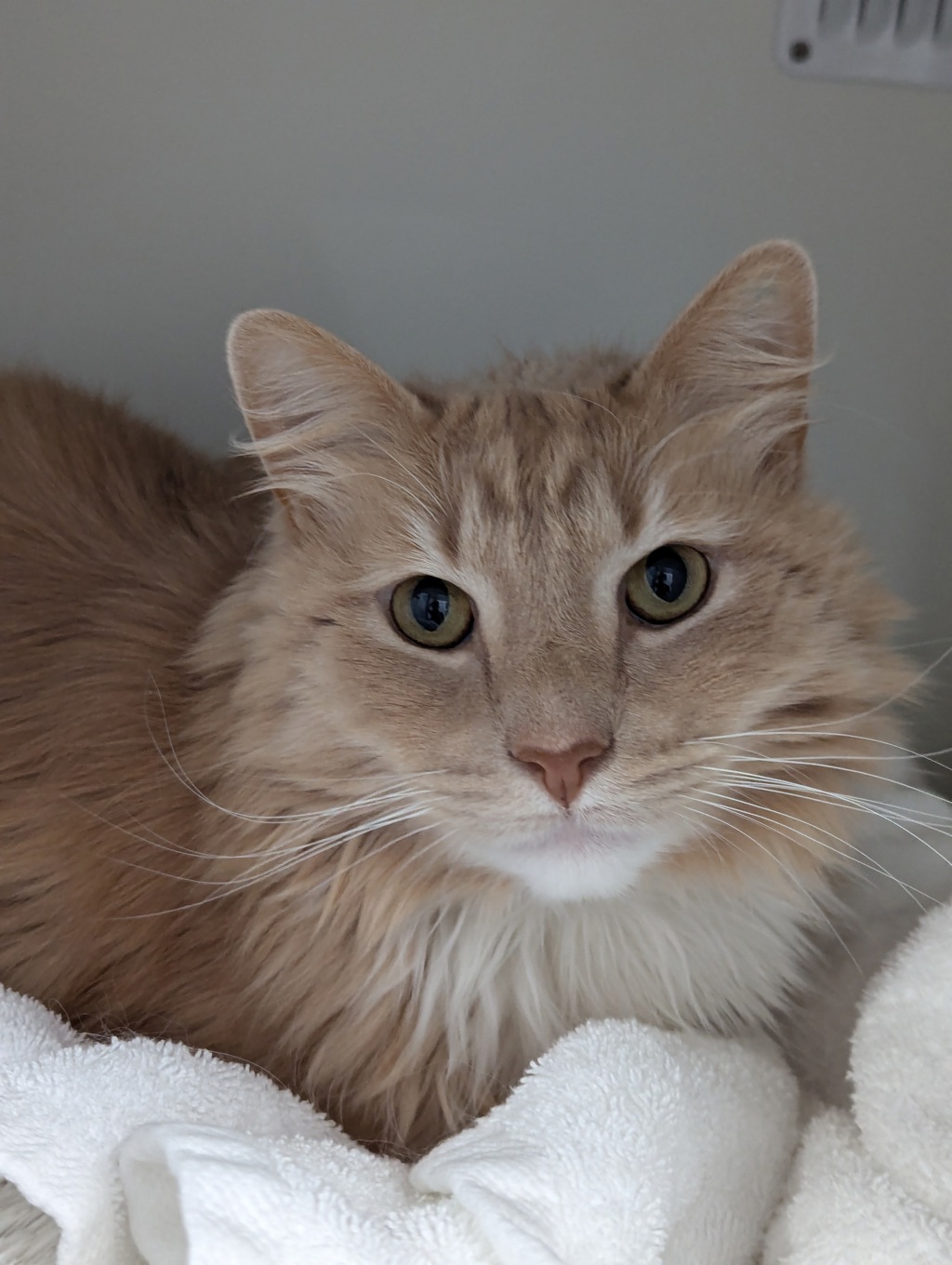 Jojo - Male Domestic Longhair Mix Cat in VIC - PetRescue