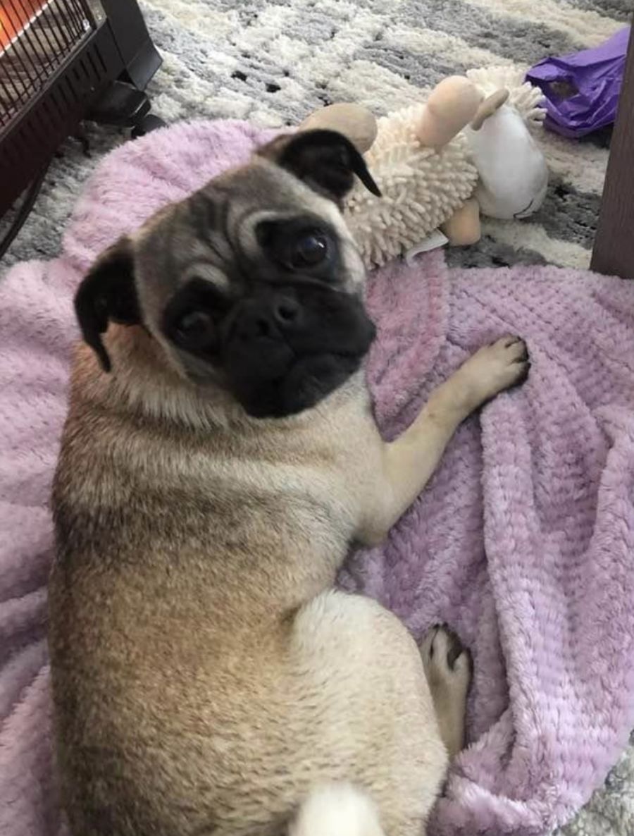 Harold - Small Male Pug x Jack Russell Terrier Mix Dog in VIC - PetRescue