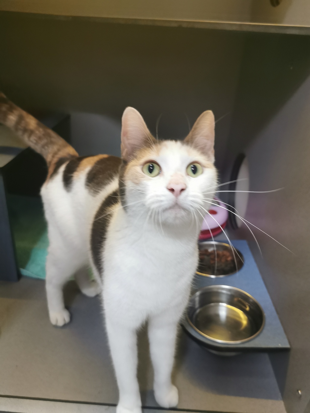 Willow - Female Domestic Short Hair Mix Cat in QLD - PetRescue