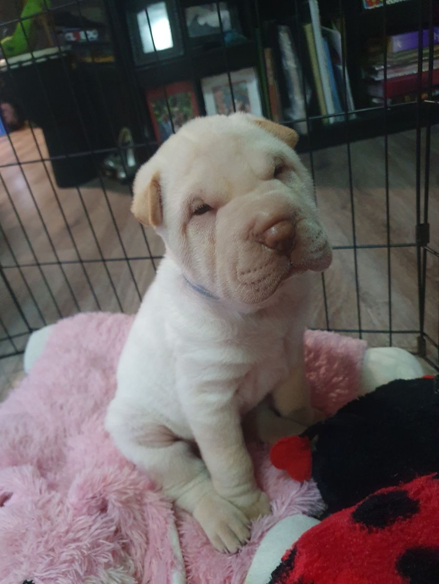Fozzie Bear - Medium Male Shar-Pei Dog in NSW - PetRescue