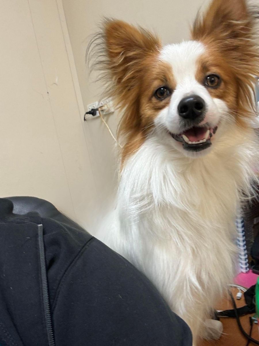 Huston - Small Male Papillon Mix Dog in QLD - PetRescue