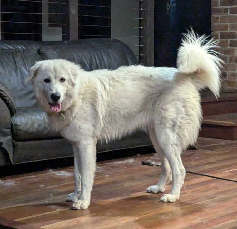 Arlo - Large Female Maremma Sheepdog Dog in NSW - PetRescue