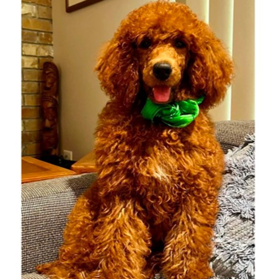 Tikka - Medium Male Poodle Dog in QLD - PetRescue