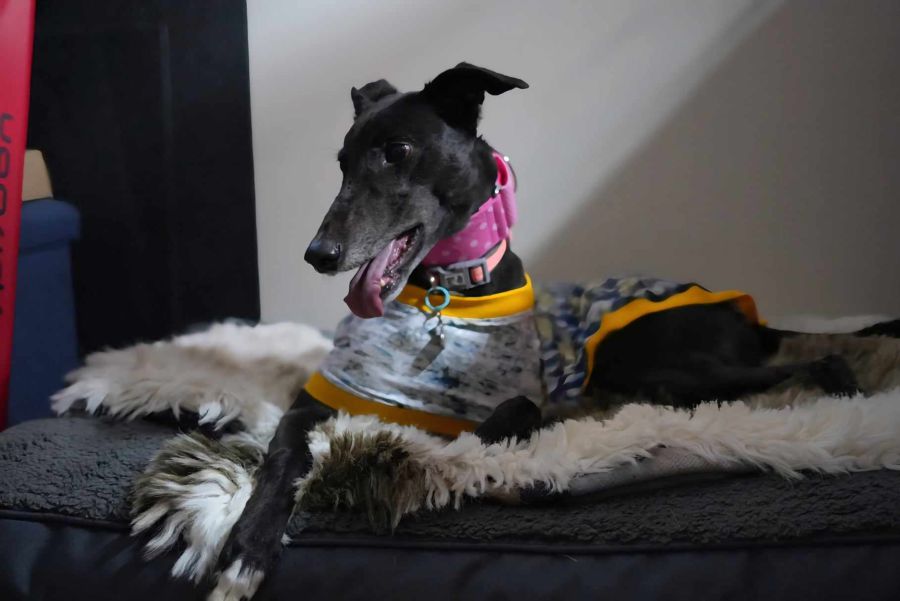 Sooty the small greyhound - Large Female Greyhound Dog in ACT - PetRescue