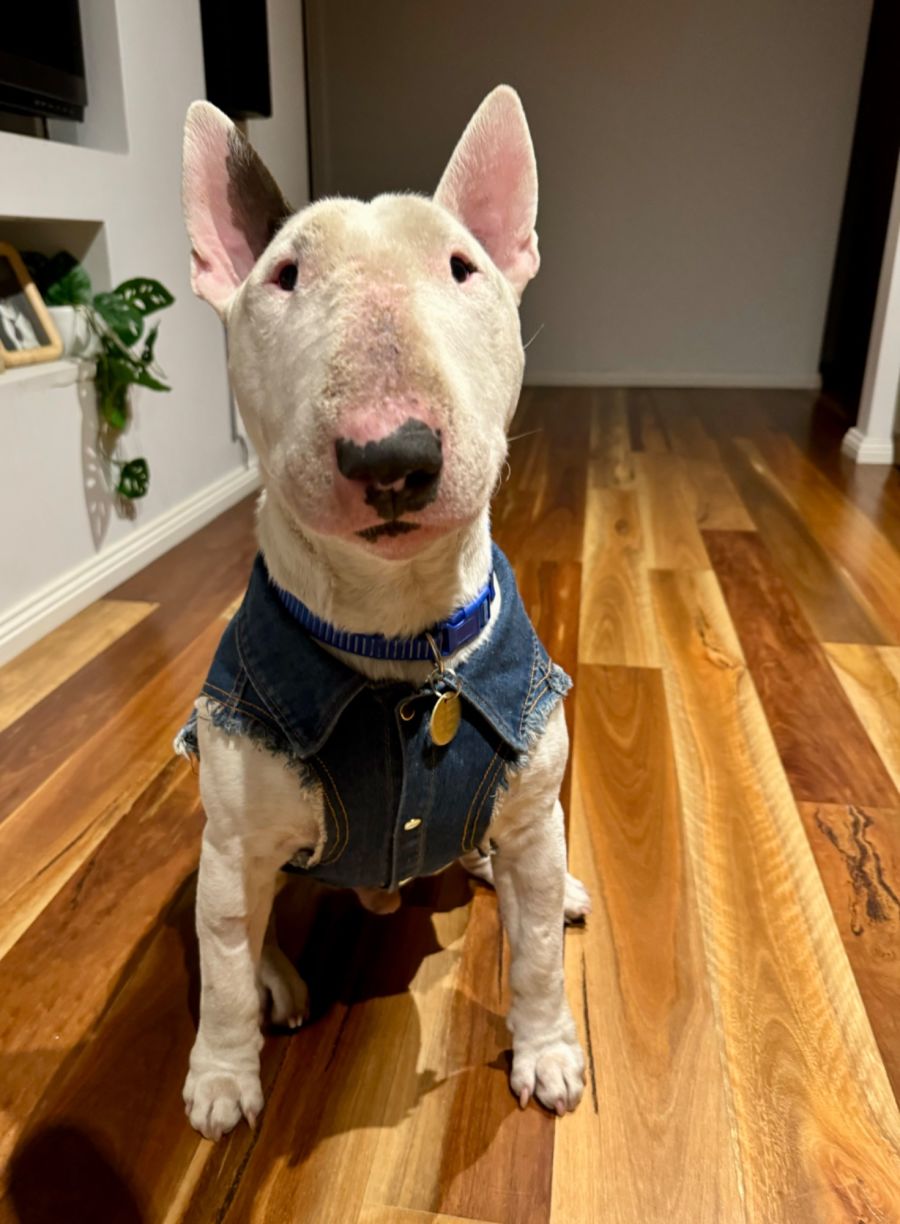 Porkchop - Medium Male Bull Terrier (Miniature) Dog in VIC - PetRescue