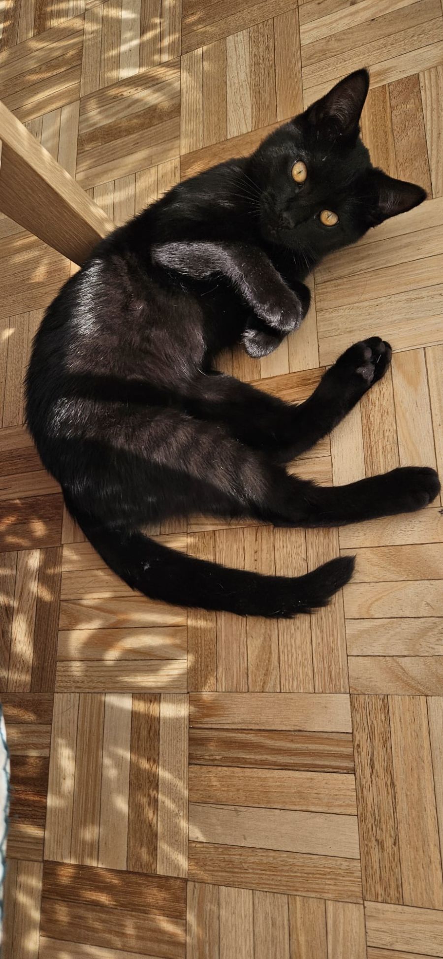 Inky - Female Domestic Short Hair Cat in NSW - PetRescue