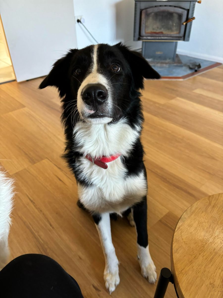Teddy - Medium Male Border Collie Dog in NSW - PetRescue