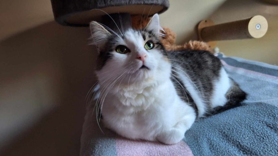 Kath - Female Domestic Short Hair Cat in NSW - PetRescue