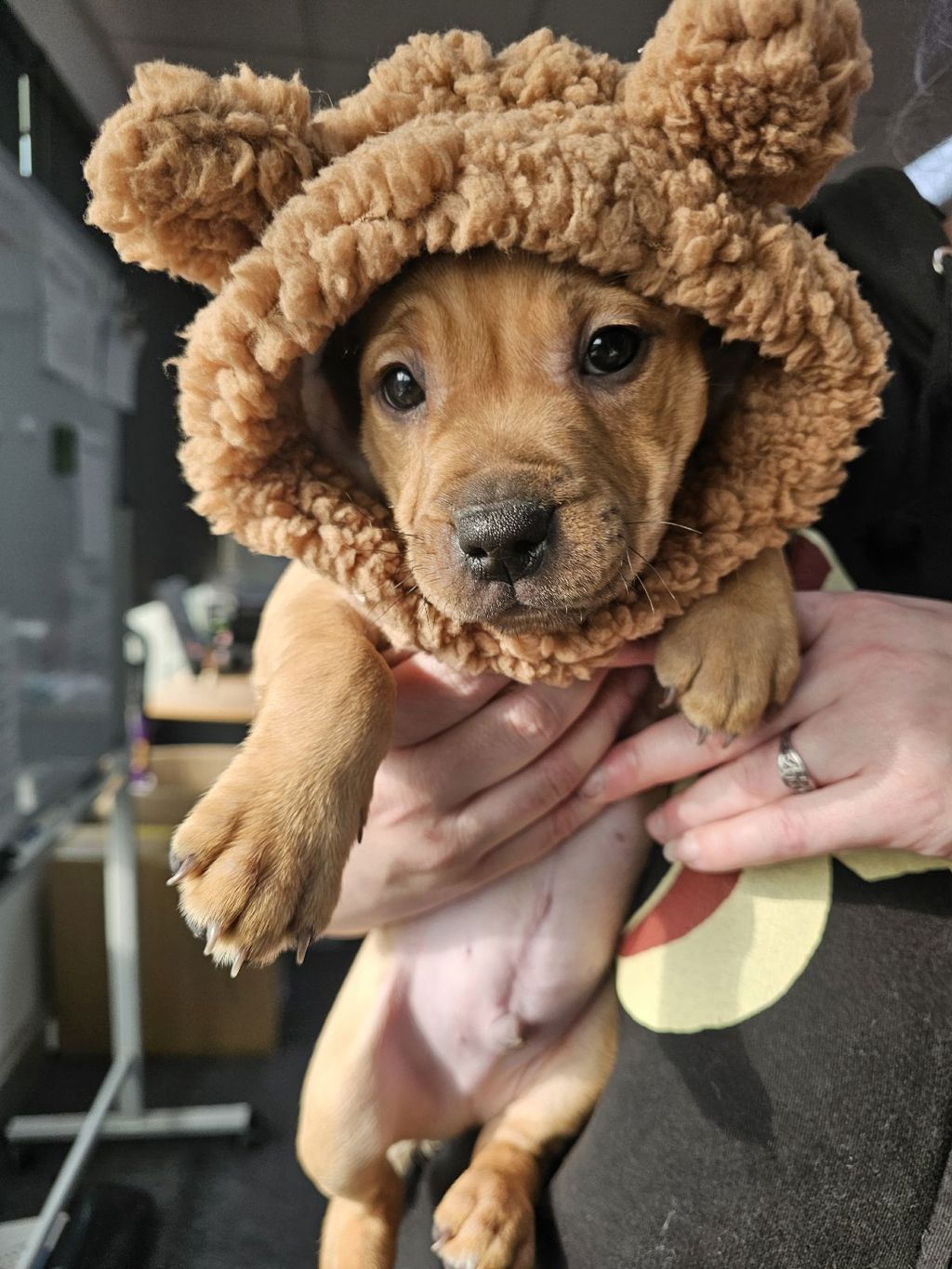 Spud - Medium Male American Bulldog x English Staffordshire Bull ...