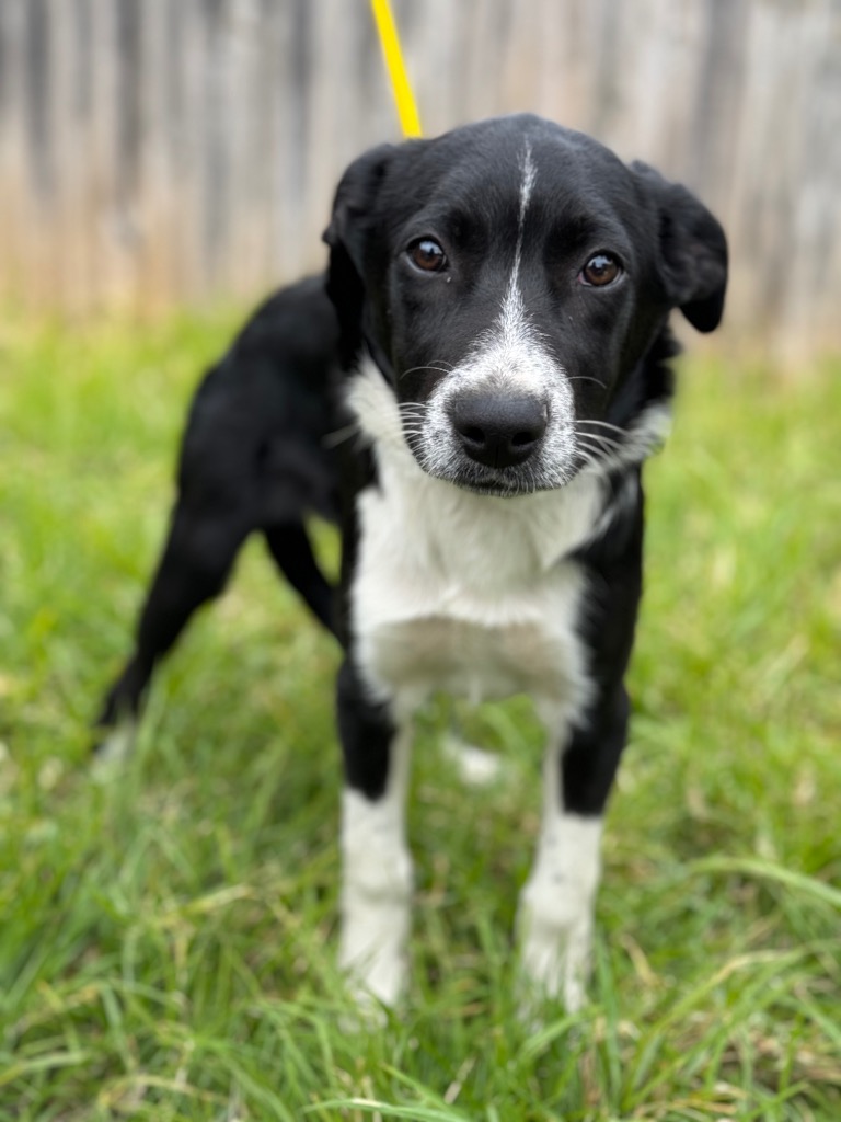 Ripper - Large Male Border Collie Dog in VIC - PetRescue