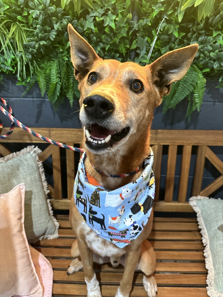 Anubis - Medium Male Kelpie Mix Dog in VIC - PetRescue