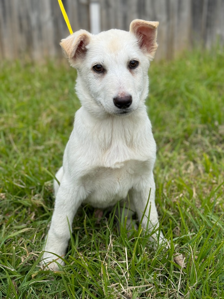 Ibex - Large Male Mixed Breed Dog in VIC - PetRescue