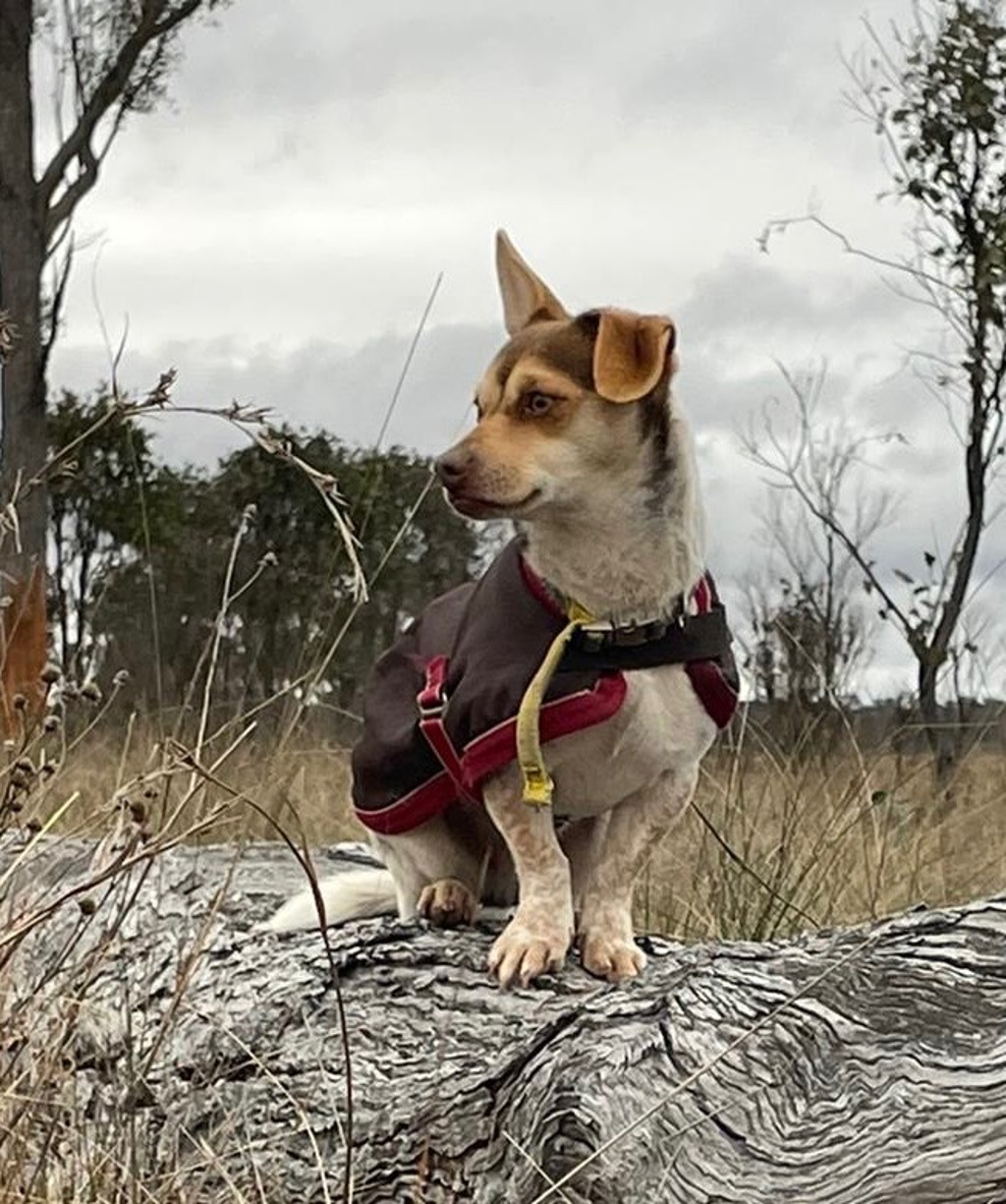 Simba - Small Male Jack Russell Terrier x Unknown Mix Dog in NSW ...