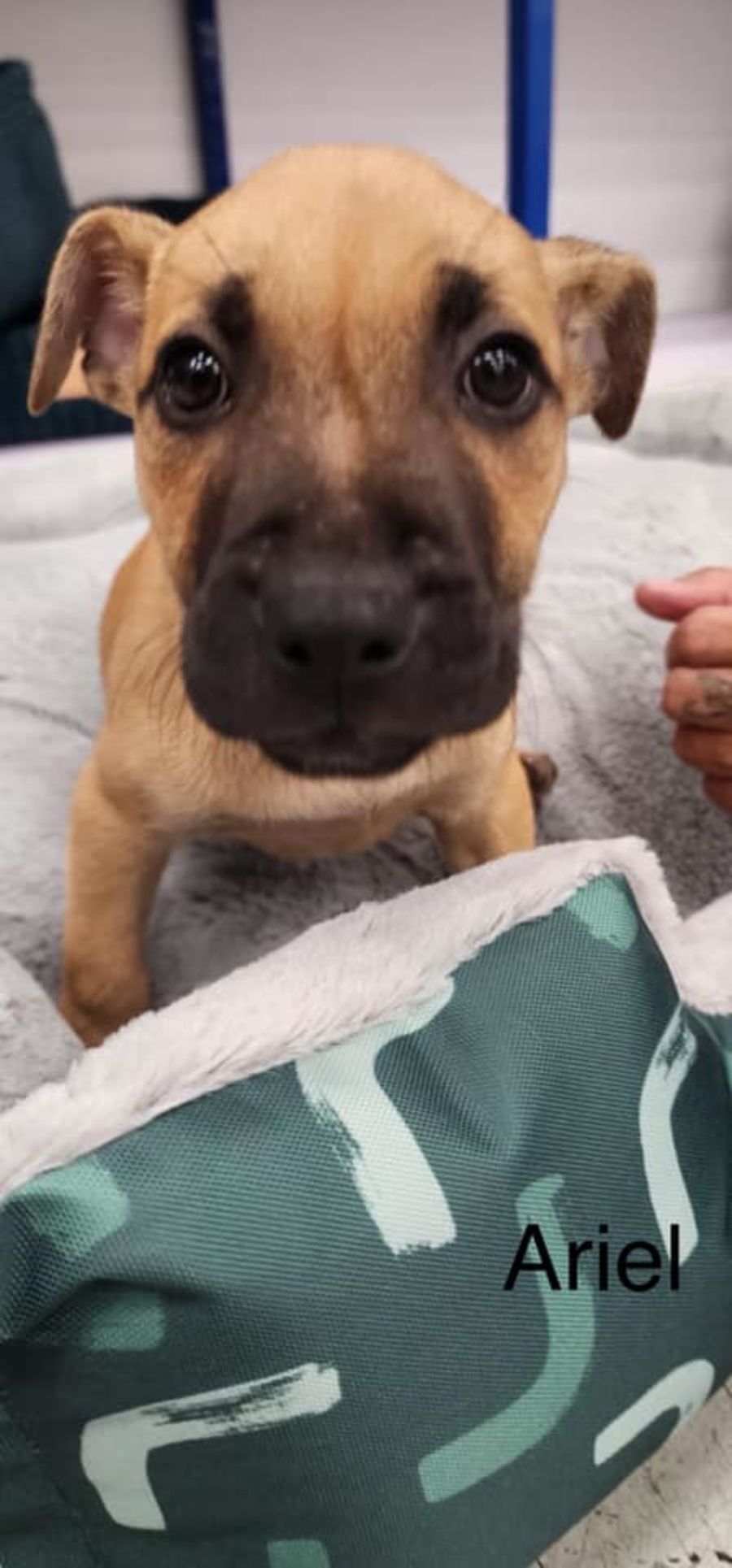 Ariel - Medium Female American Staffordshire Bull Terrier Mix Dog in ...