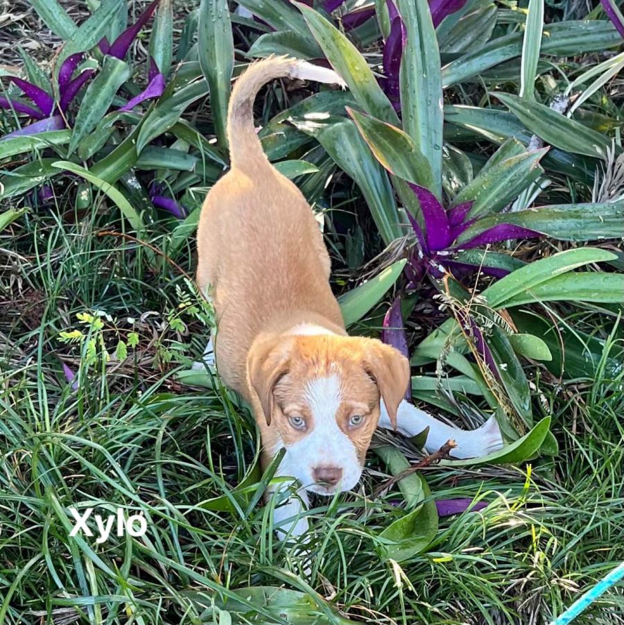 Xylo - Large Male Bull Arab Mix Dog in QLD - PetRescue