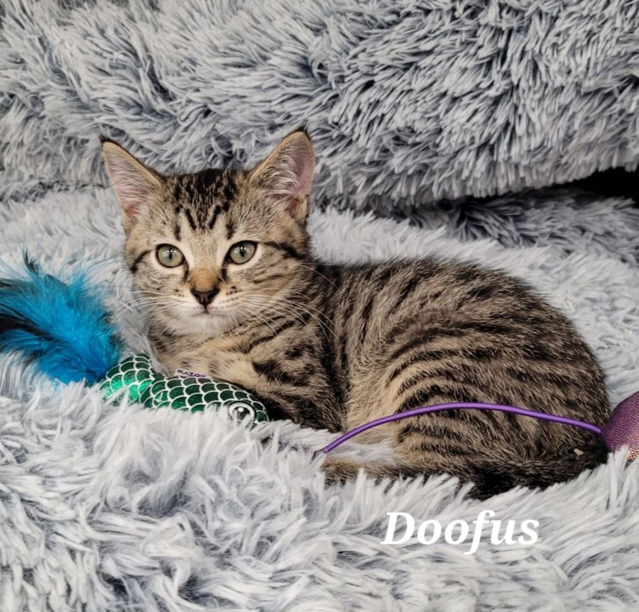 Doofus - Male Domestic Short Hair Cat in QLD - PetRescue