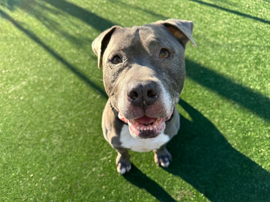 Wombat imp 101 - Medium Male Amstaff Dog in NSW - PetRescue