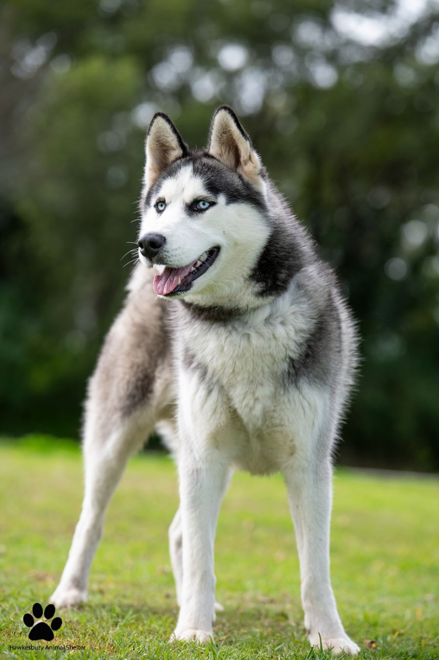 Blu - Large Male Husky Dog in NSW - PetRescue