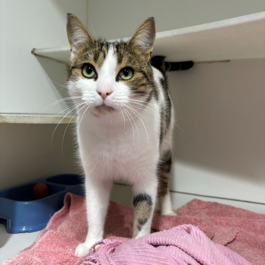 Chaz - Male Domestic Short Hair Cat in VIC - PetRescue