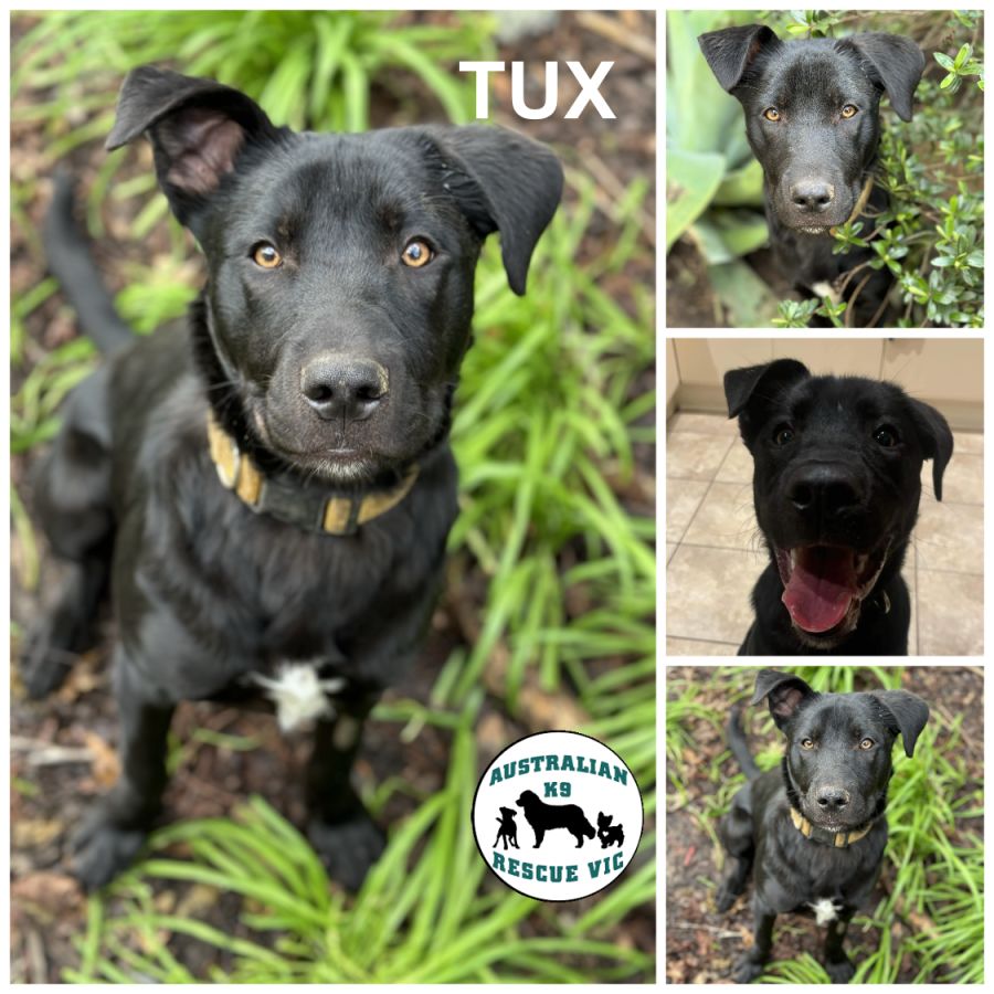 Tux - Medium Male Labrador Mix Dog in VIC - PetRescue