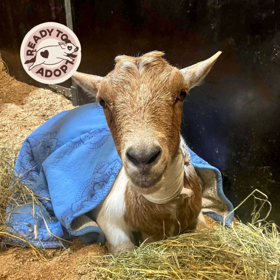 Paul and Scrumpy - Male Goat in QLD - PetRescue