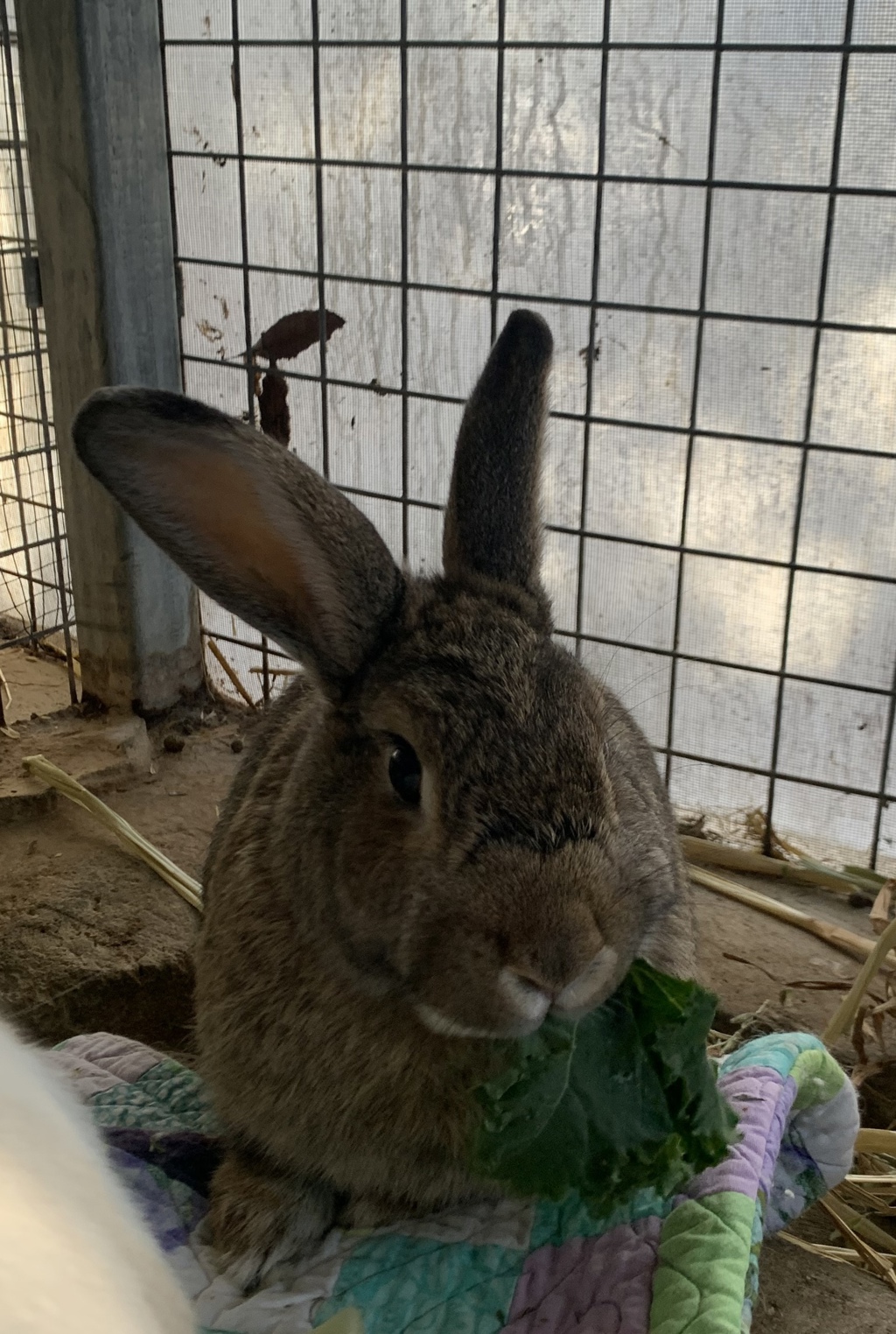 Thumper - Male Rabbit Mix Rabbit in ACT - PetRescue
