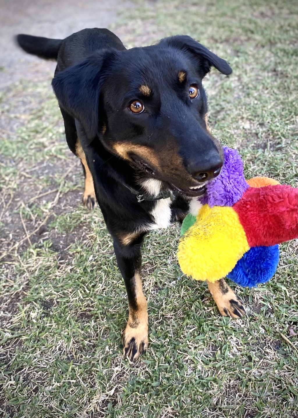 Dennis - Medium Male Rottweiler x Labrador Retriever Mix Dog in QLD ...