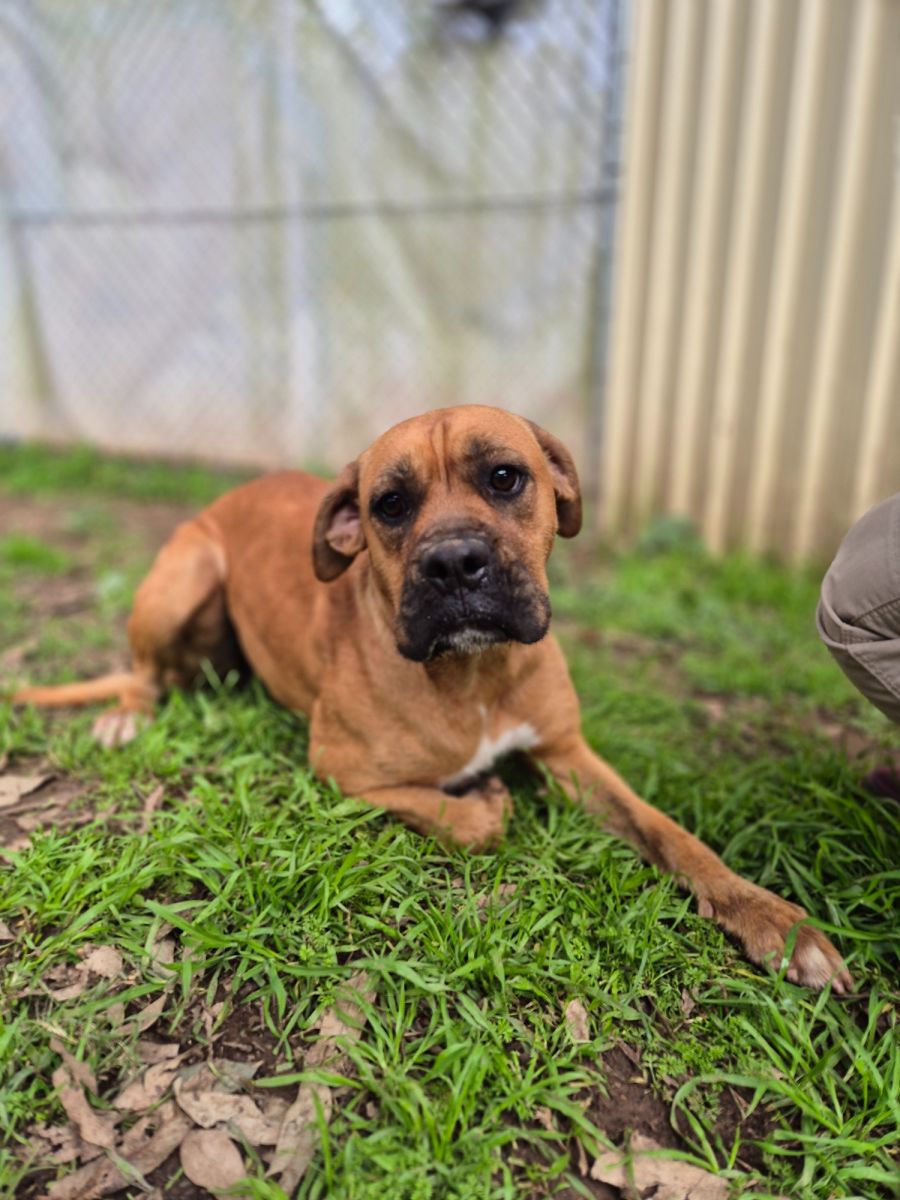 Honey - Medium Female Boxer Mix Dog in NSW - PetRescue