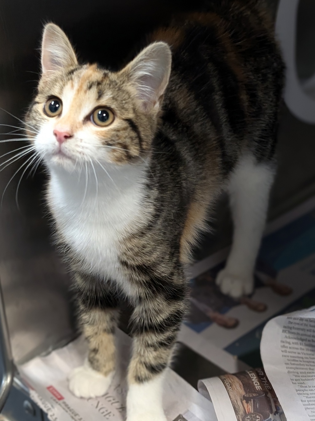 Pebbles - Female Domestic Short Hair Mix Cat in VIC - PetRescue