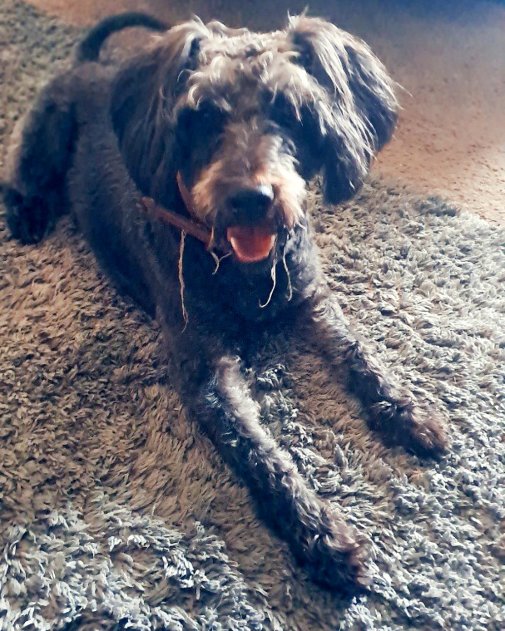 Milo - Small Male Schnoodle Mix Dog in NSW - PetRescue