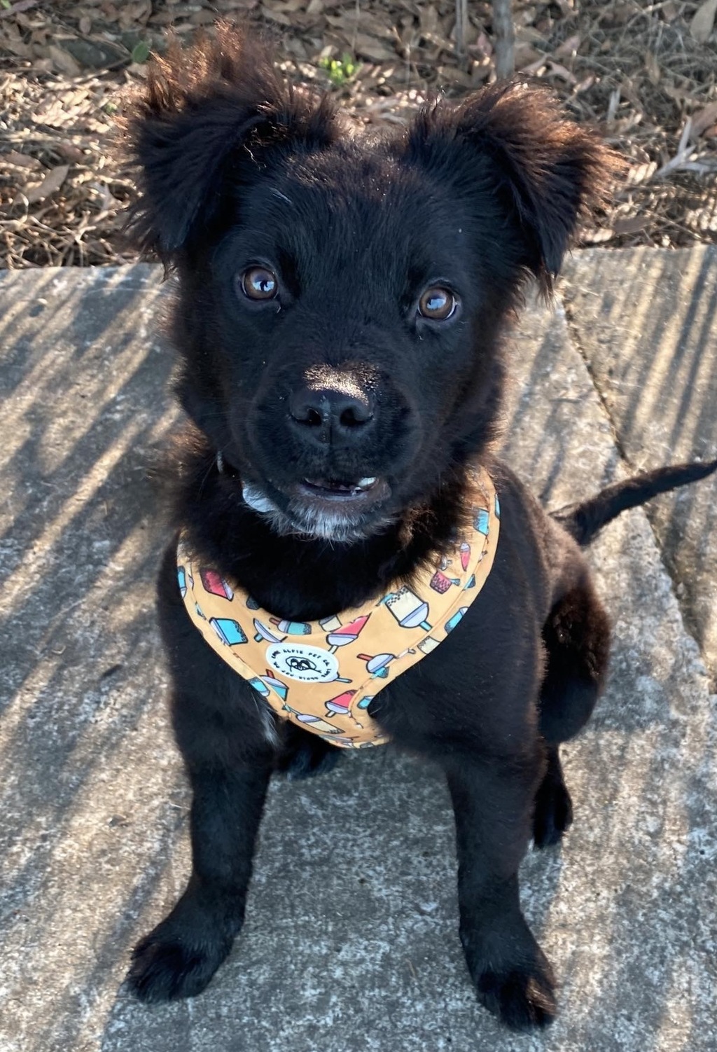 Goobie - Small Male Kelpie x Corgi, Cardigan Welsh Mix Dog in QLD ...
