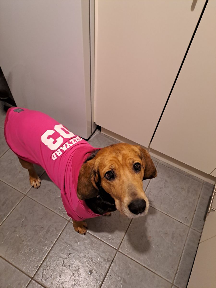 Olivia - Large Female Coonhound Dog in VIC - PetRescue