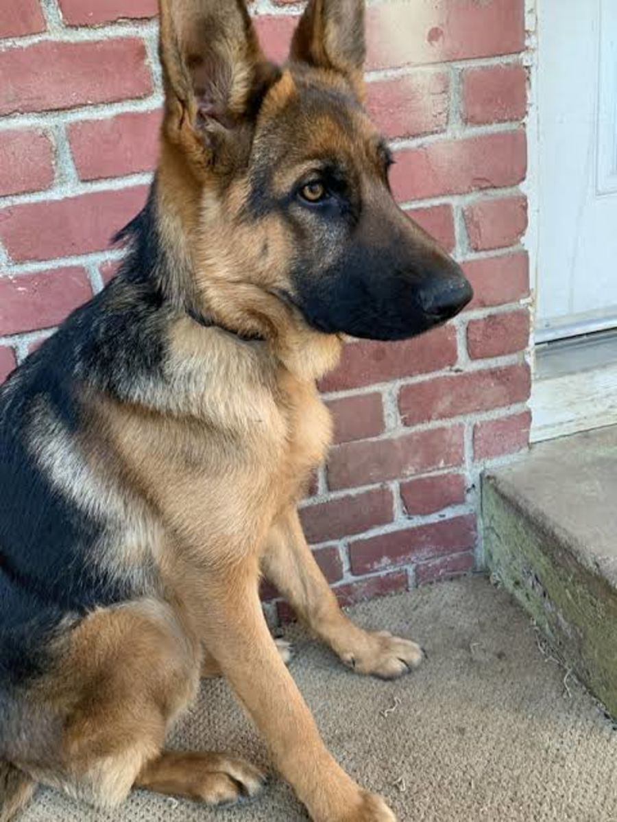 Elke - Medium Female German Shepherd Dog in VIC - PetRescue